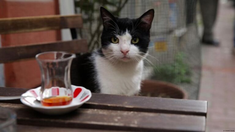 6 Must-Watch Netflix Shows & Movies for Cat Enthusiasts