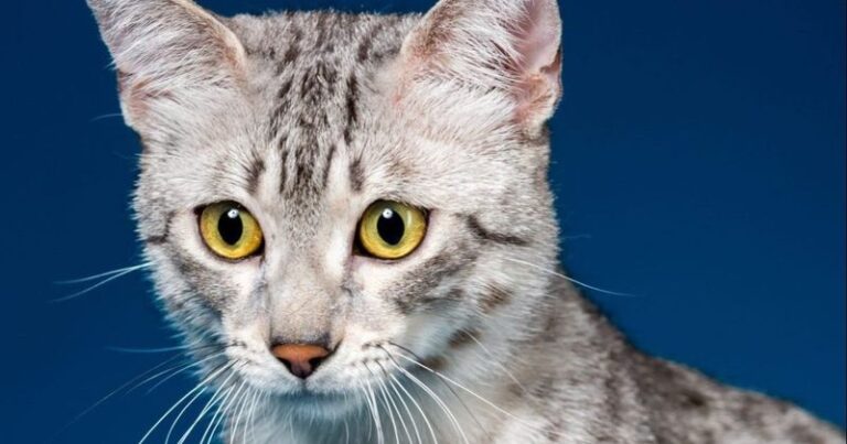 Discover 13 Cat Breeds with Stunning Yellow Eyes