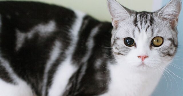 10 Common Cat Eye Conditions & 5 Ways to Spot Them Early