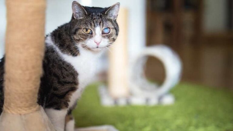 10 Common Cat Eye Conditions & 5 Ways to Spot Them Early