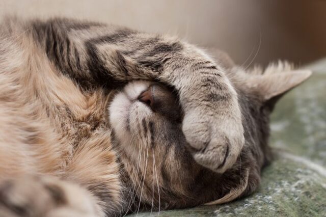 10 Essential Steps to Take When Your Cat Passes Away at Home