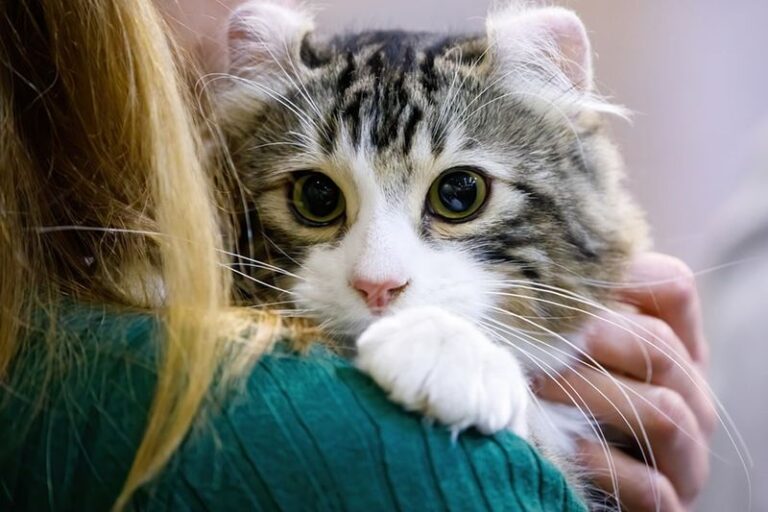 The 8 Smallest Domestic Cats You’ll Want to Snuggle