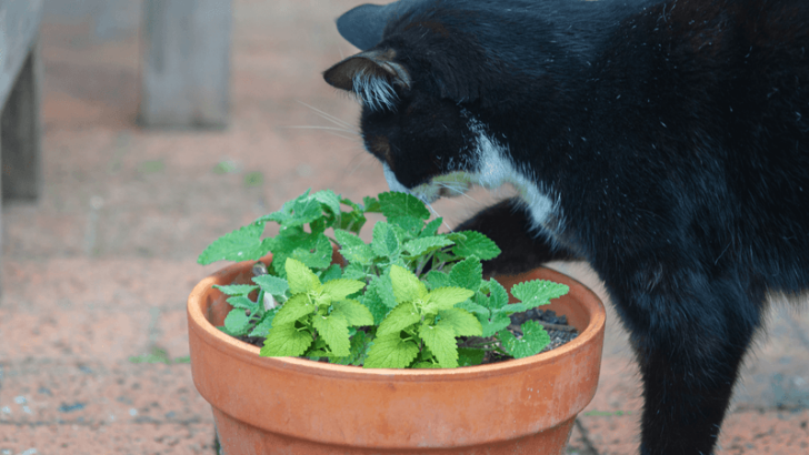 10 Do’s & 4 Don’ts of Catnip Every Cat Parent Needs to Know