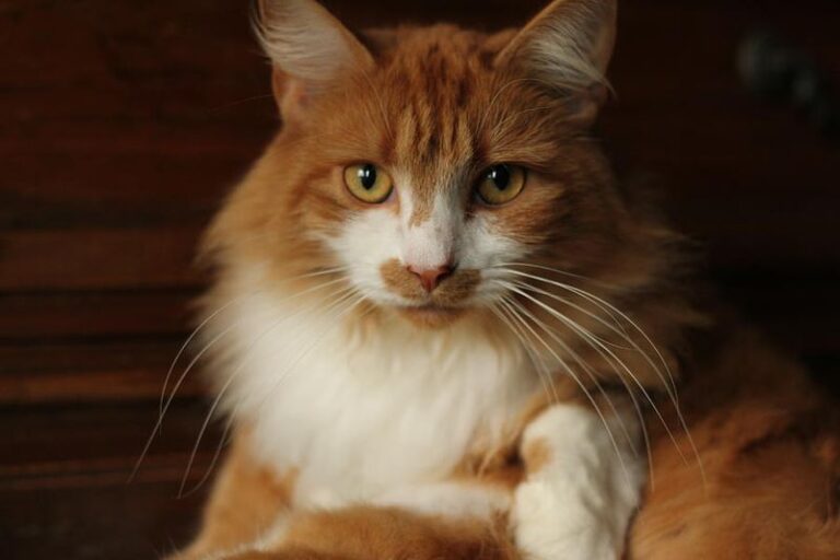 Discover 13 Cat Breeds with Stunning Yellow Eyes
