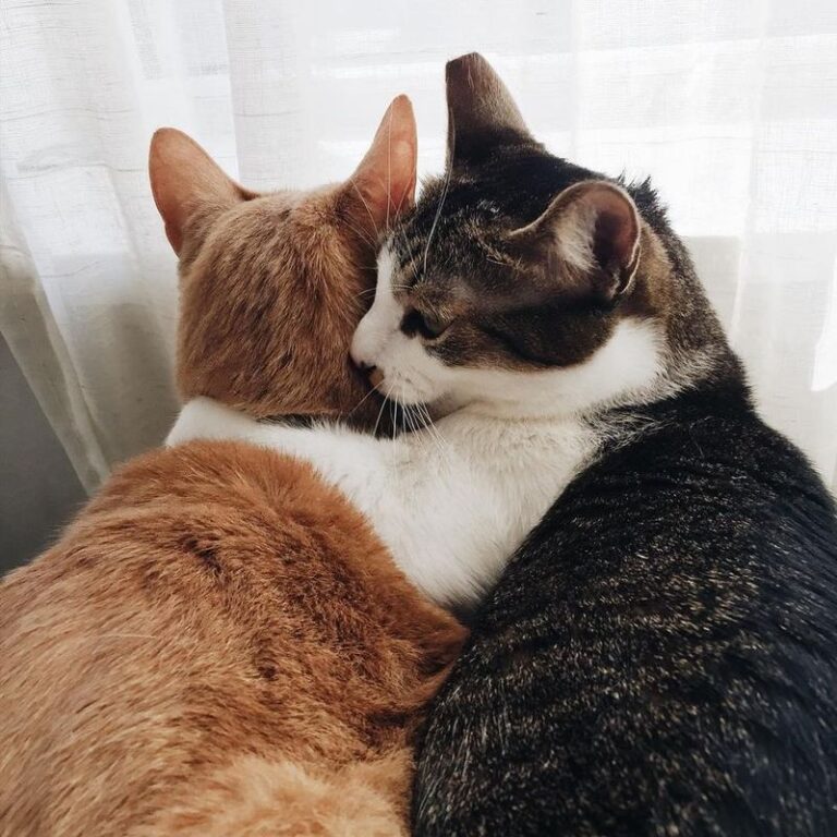 8 Heartwarming Reasons Why Your Cats Snuggle Up Together