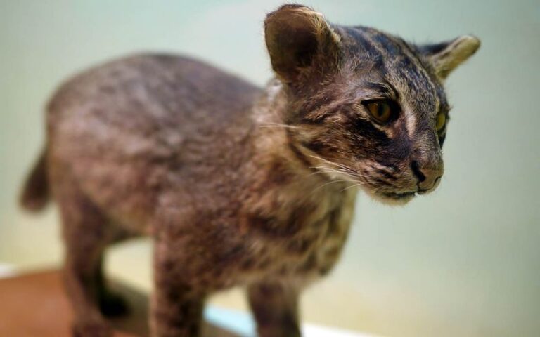 The Iriomote Cat – 7 Facts About Japan’s Jungle Predator
