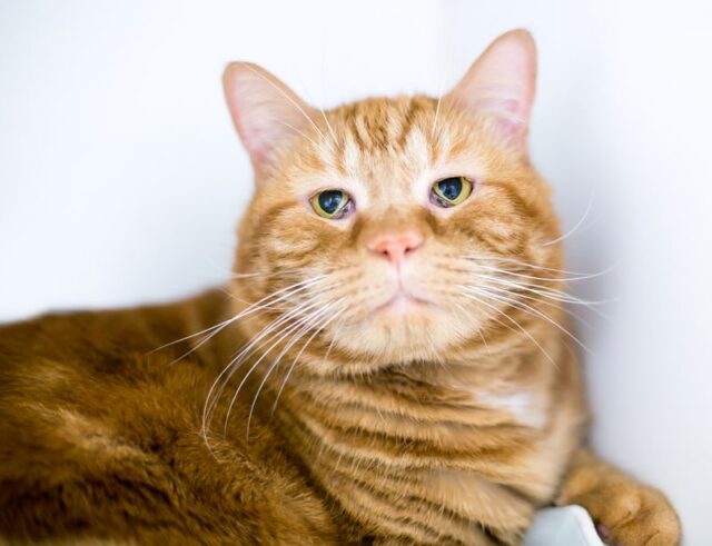 10 Common Cat Eye Conditions & 5 Ways to Spot Them Early