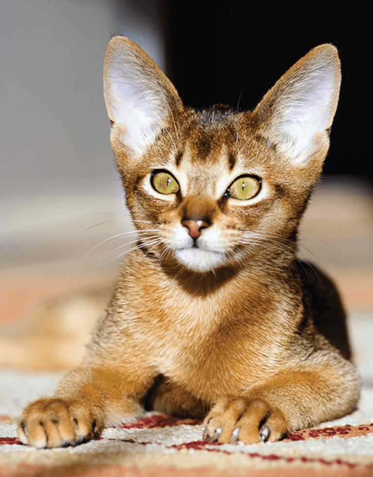10 Common Cat Eye Conditions & 5 Ways to Spot Them Early
