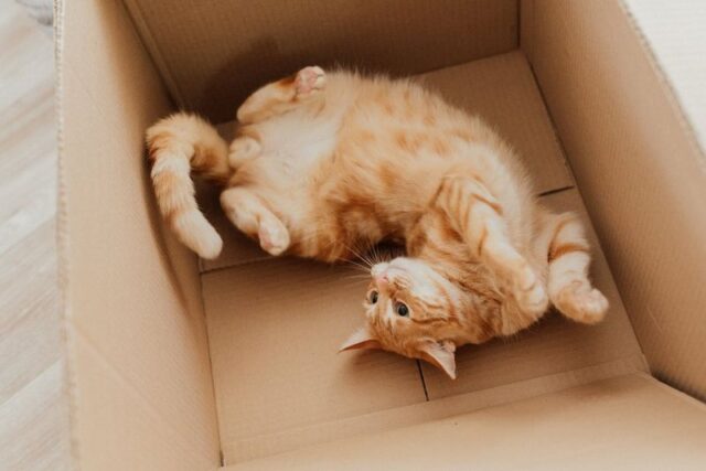 Cat Etiquette — 10 Reasons Why They Display Their Butt