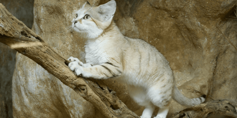 10 Ways Saharan Sand Cats Are Uniquely Endangered Yet Overlooked