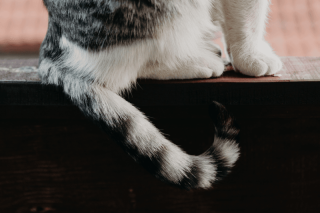 7 Things to Expect After Your Cat’s Tail Surgery