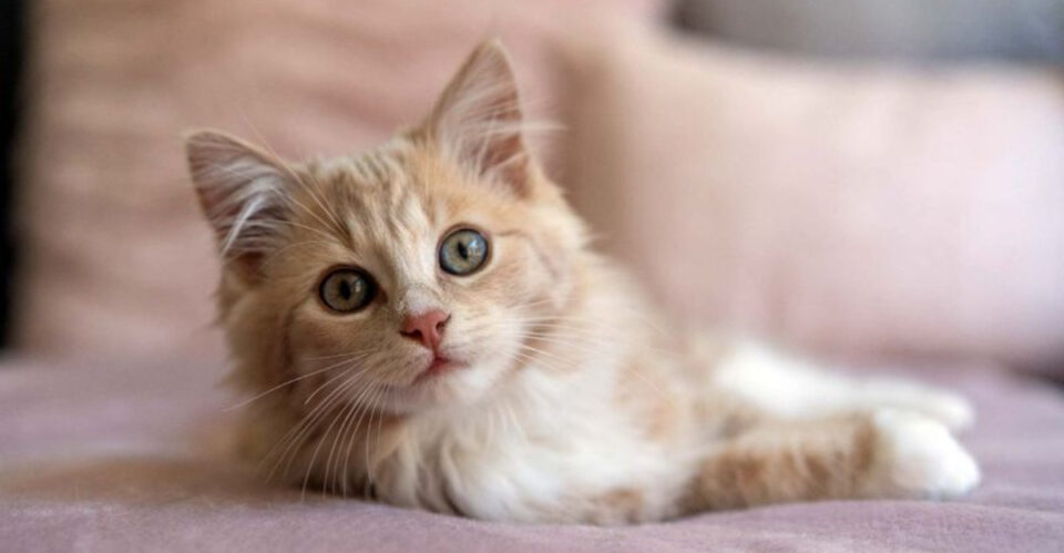 Here Are the 10 Most Popular Cat Names in the US This Year