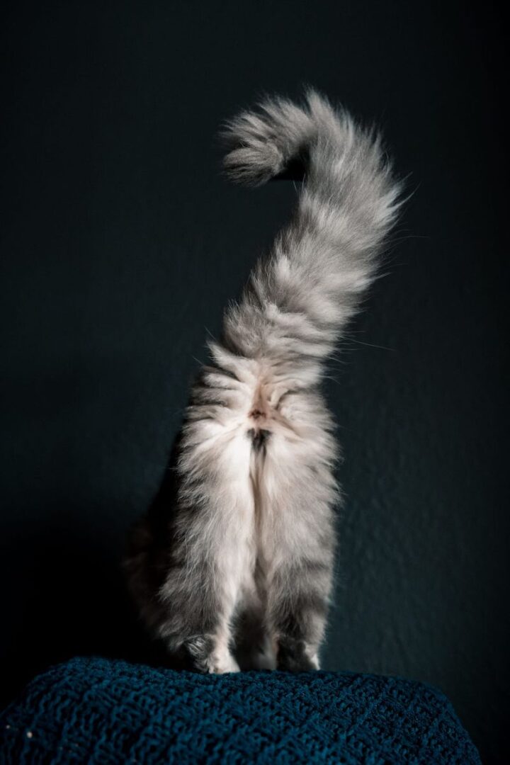 Cat Etiquette — 10 Reasons Why They Display Their Butt