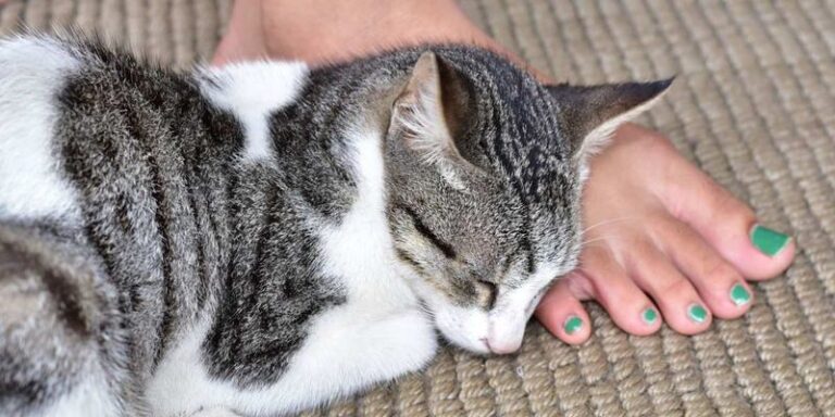 8 Common Explanations for Why Cats Target Feet