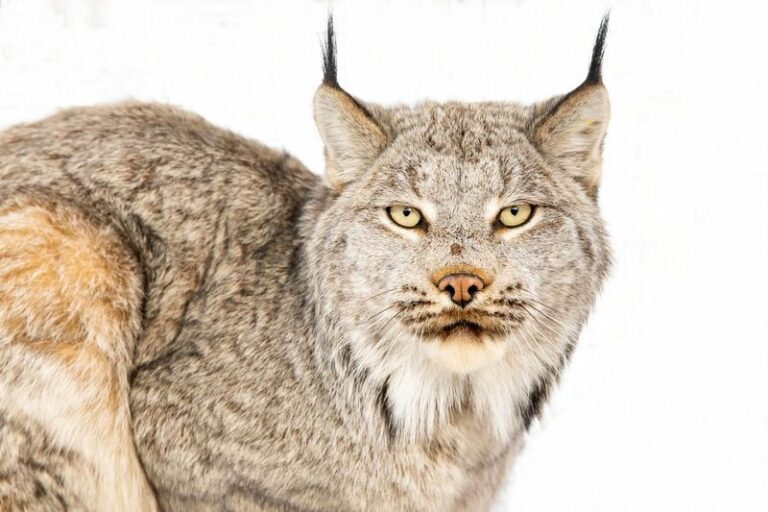 7 Wild Cats of the U.S. Known for Human Attacks