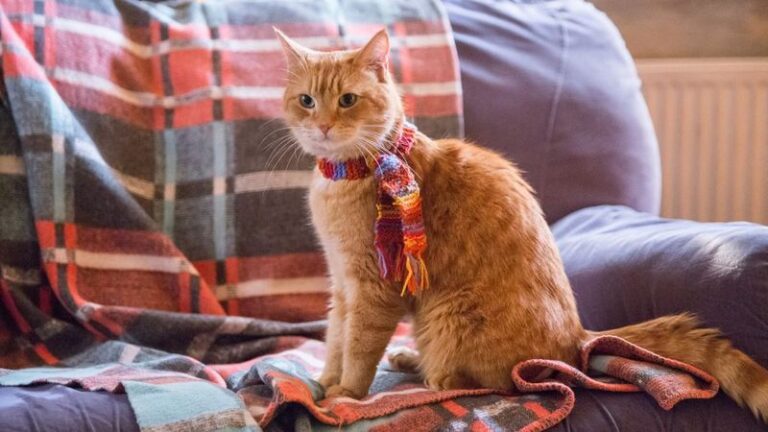 6 Must-Watch Netflix Shows & Movies for Cat Enthusiasts