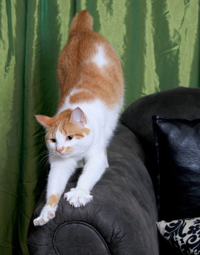 12 Expert Tips to Help a Grieving Cat After the Loss of an Owner or ...