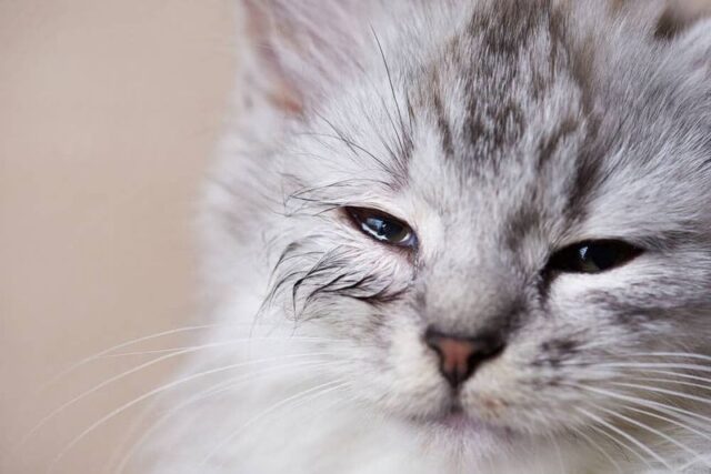 10 Common Cat Eye Conditions & 5 Ways to Spot Them Early