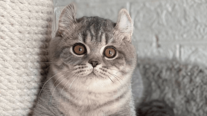 11 Exciting New Cat Breeds to Look Out for in 2025