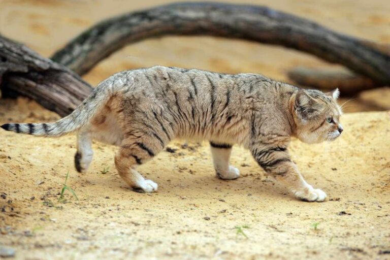 10 Ways Saharan Sand Cats Are Uniquely Endangered Yet Overlooked