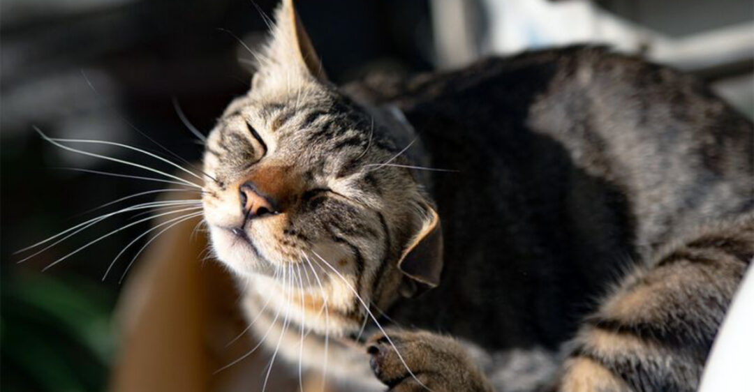 Lice in Cats: 9 Signs, Common Causes, and Effective Remedies