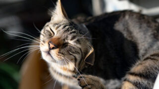 Lice in Cats: 9 Signs, Common Causes, and Effective Remedies