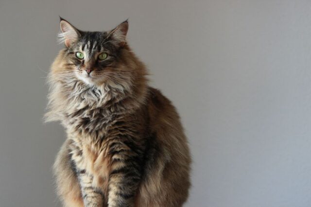 Discover 13 Cat Breeds with Stunning Yellow Eyes