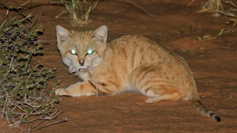 10 Ways Saharan Sand Cats Are Uniquely Endangered Yet Overlooked
