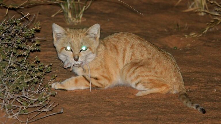 10 Ways Saharan Sand Cats Are Uniquely Endangered Yet Overlooked