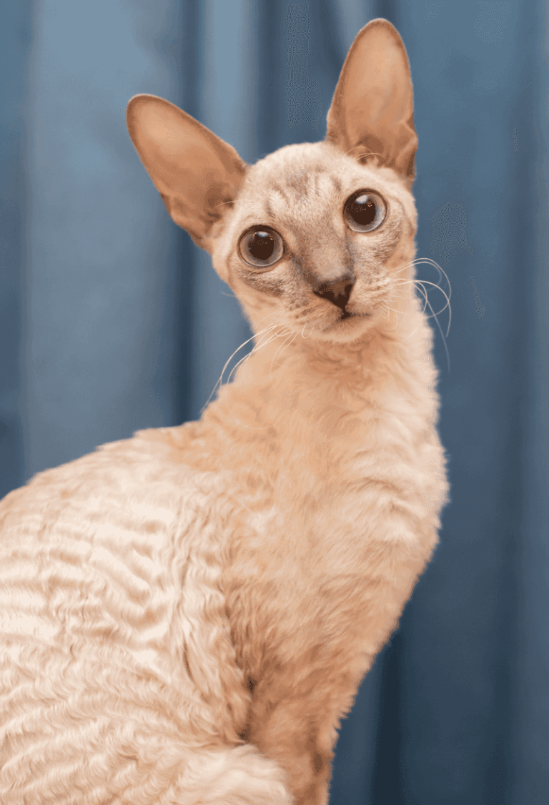 The 8 Smallest Domestic Cats You’ll Want to Snuggle