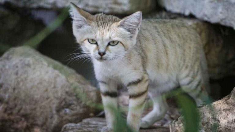 10 Ways Saharan Sand Cats Are Uniquely Endangered Yet Overlooked