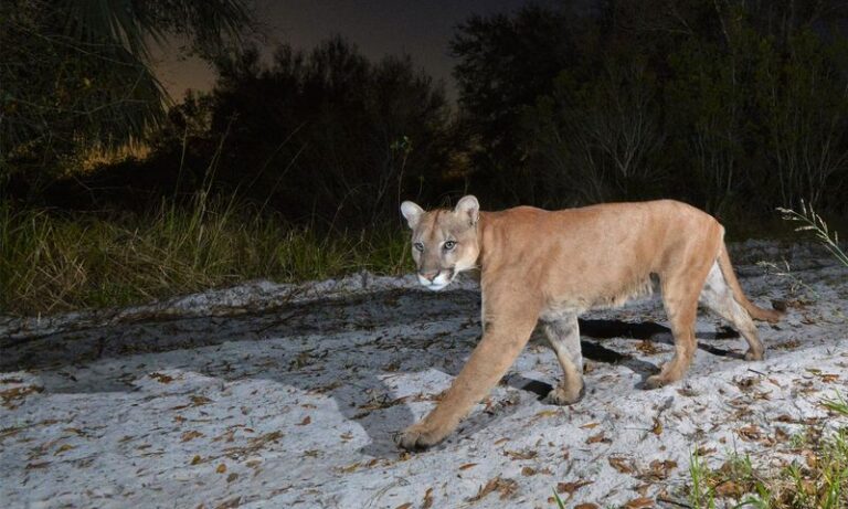 7 Wild Cats of the U.S. Known for Human Attacks
