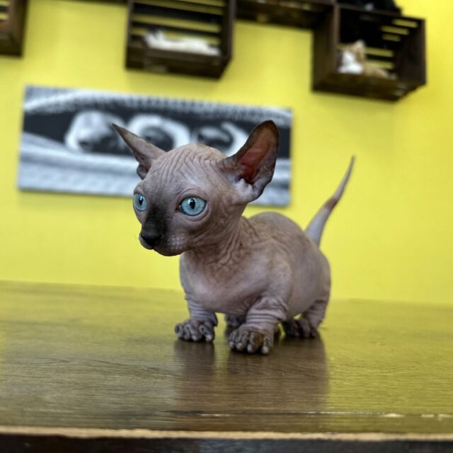 The 8 Smallest Domestic Cats You’ll Want to Snuggle