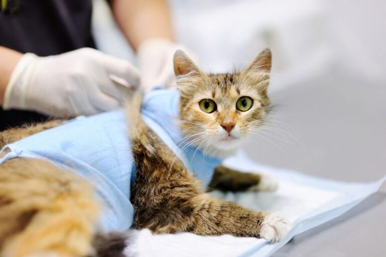 7 Things to Expect After Your Cat’s Tail Surgery