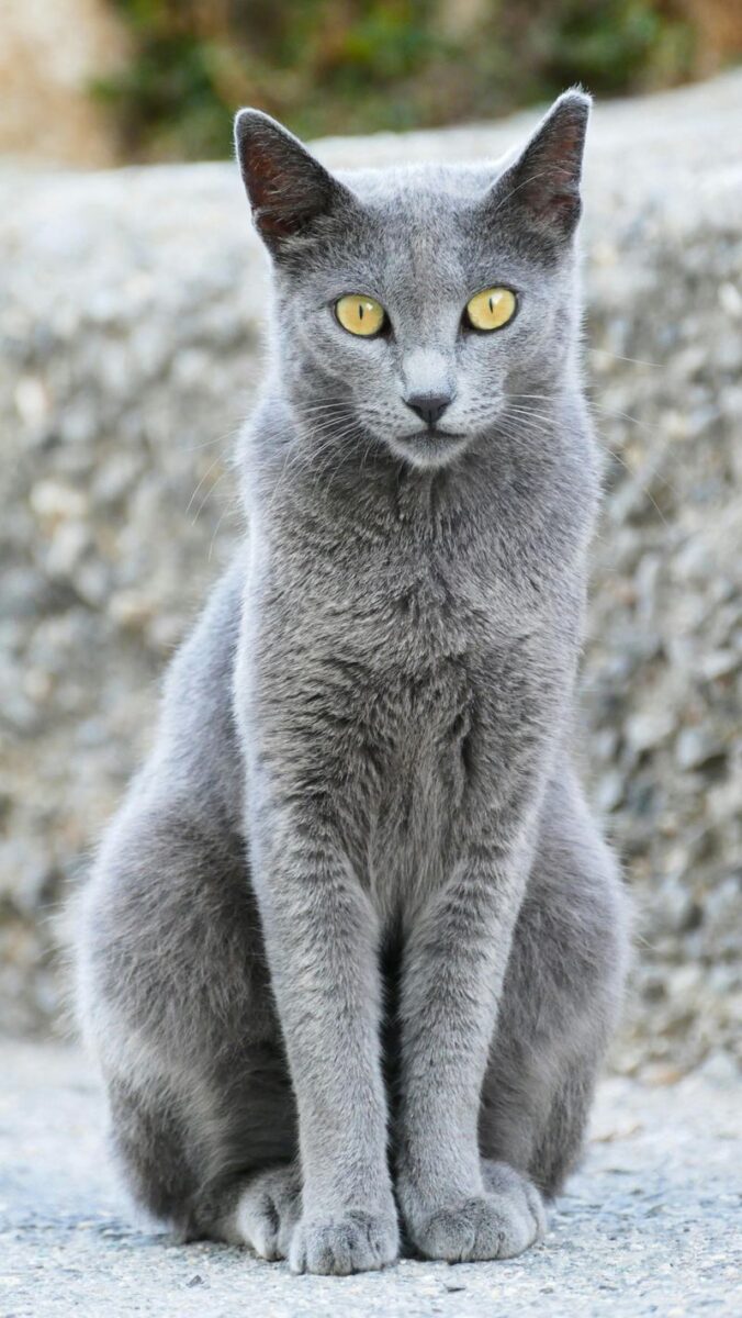Discover 13 Cat Breeds with Stunning Yellow Eyes