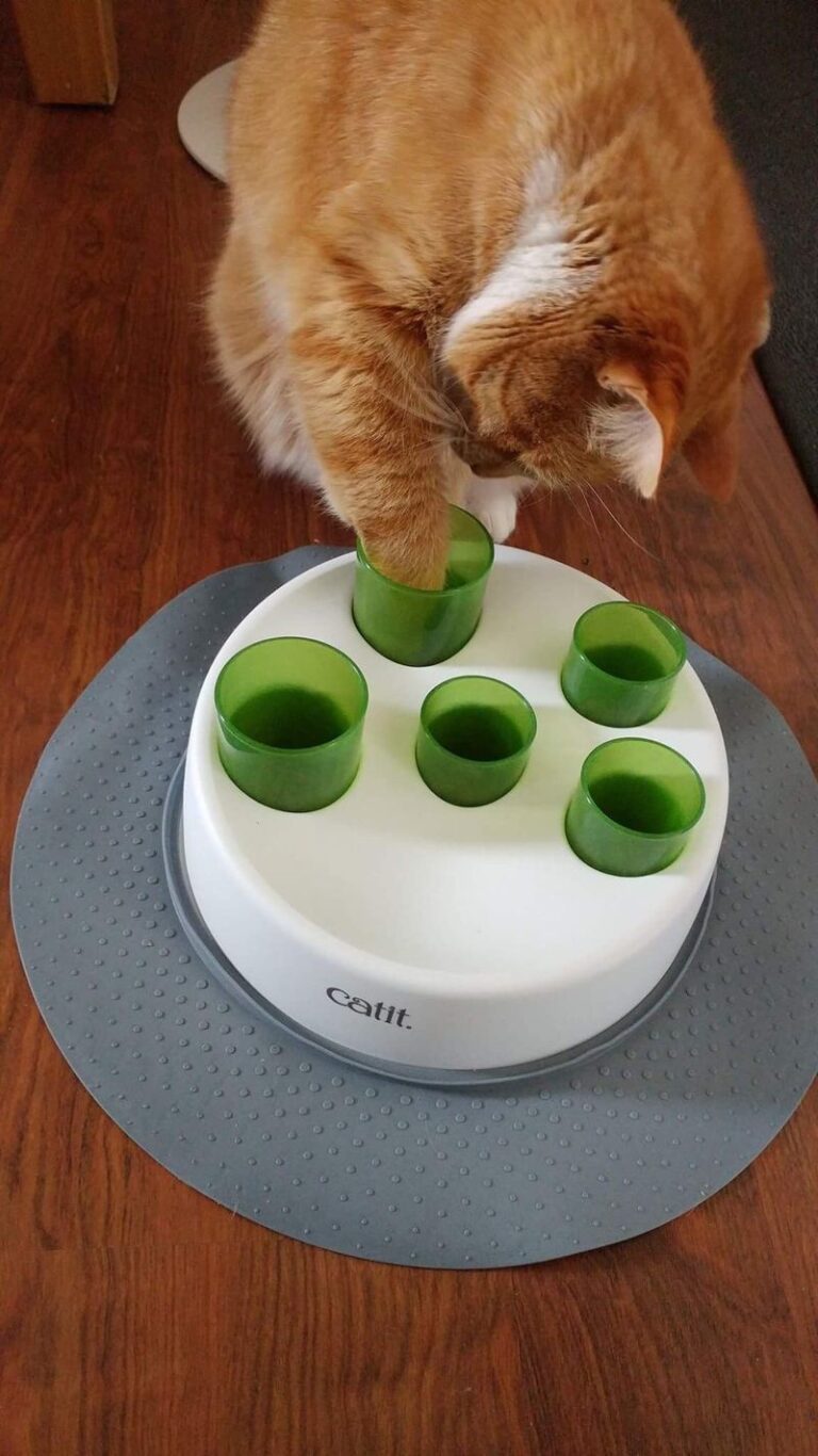 9 Smart Toys to Keep Your Cat Busy While You're Away - Cats Chef