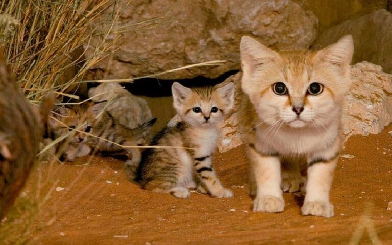10 Ways Saharan Sand Cats Are Uniquely Endangered Yet Overlooked