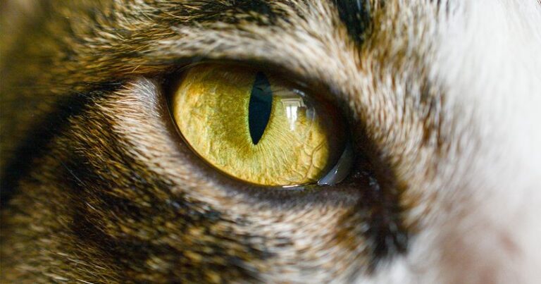 10 Common Cat Eye Conditions & 5 Ways to Spot Them Early