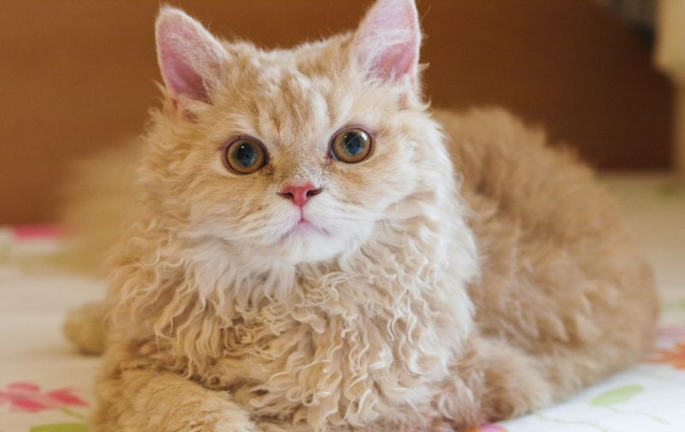 11 Exciting New Cat Breeds to Look Out for in 2025