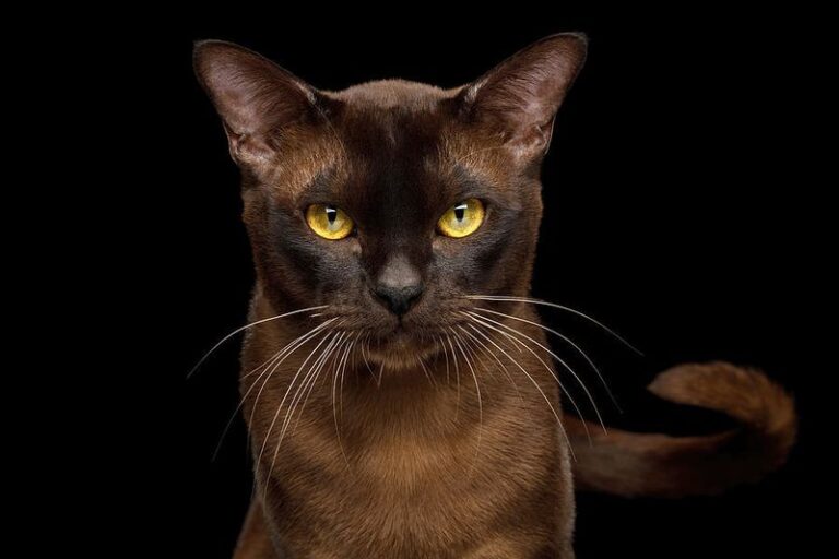 Discover 5 Stunning Colors of Burmese Cats and Their Meanings