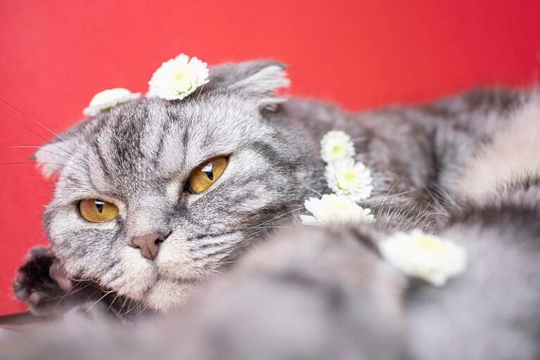 Discover 13 Cat Breeds with Stunning Yellow Eyes