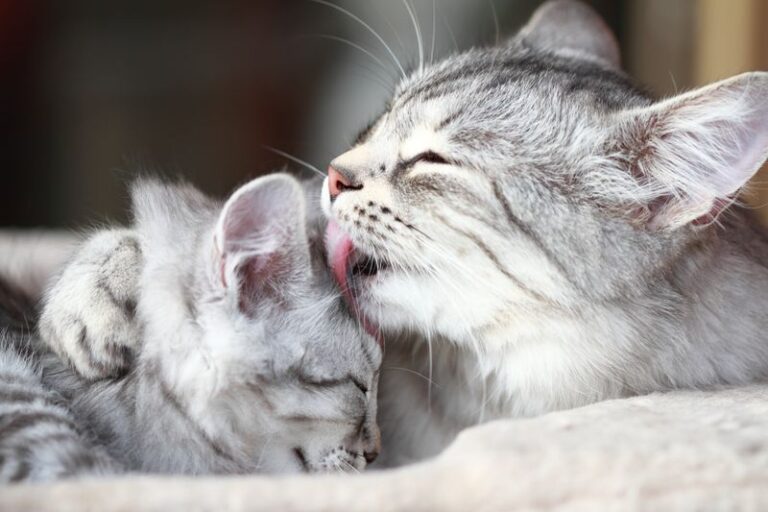 8 Heartwarming Reasons Why Your Cats Snuggle Up Together