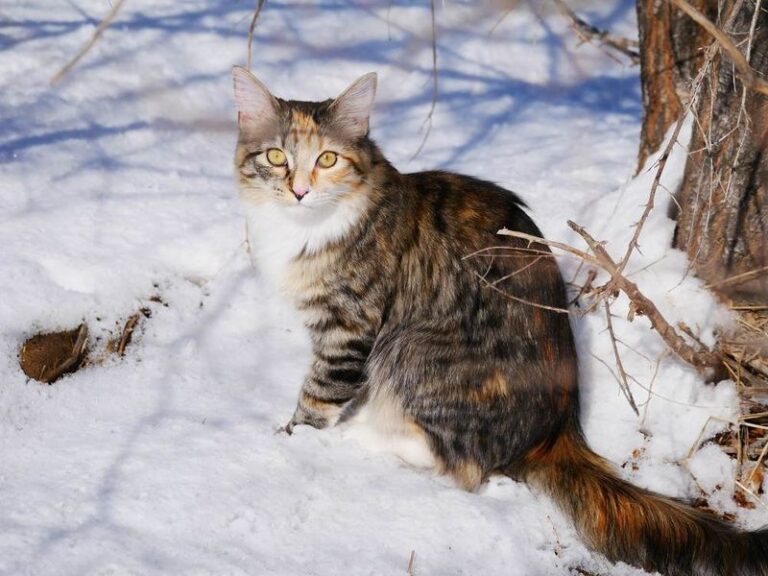 7 Fun Facts About the Tabico You’ll Love to Know