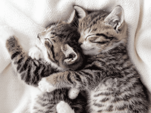 8 Heartwarming Reasons Why Your Cats Snuggle Up Together