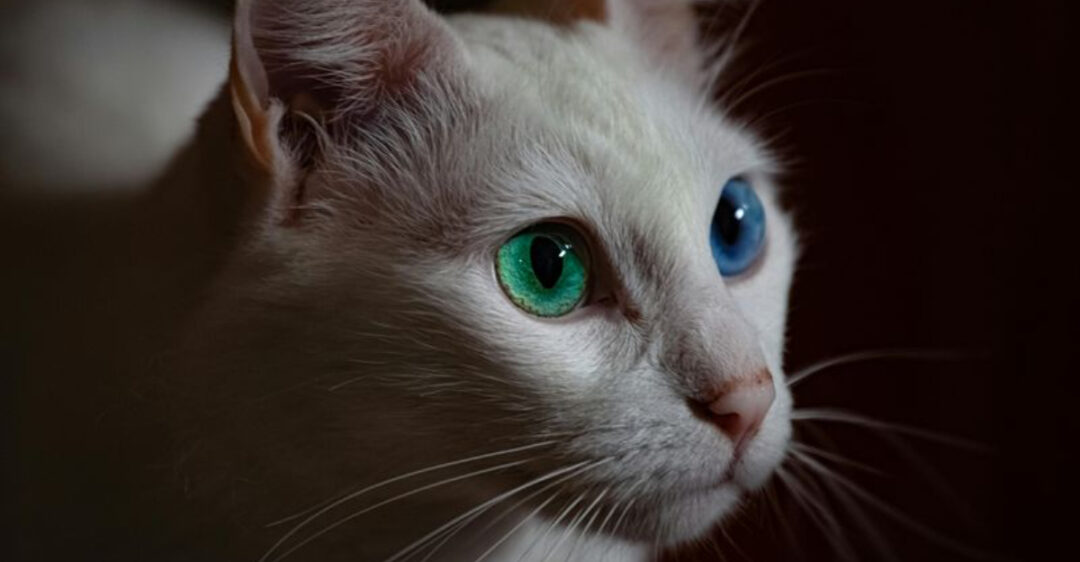 The 7 Differences Between an Albino Cat & a White Cat