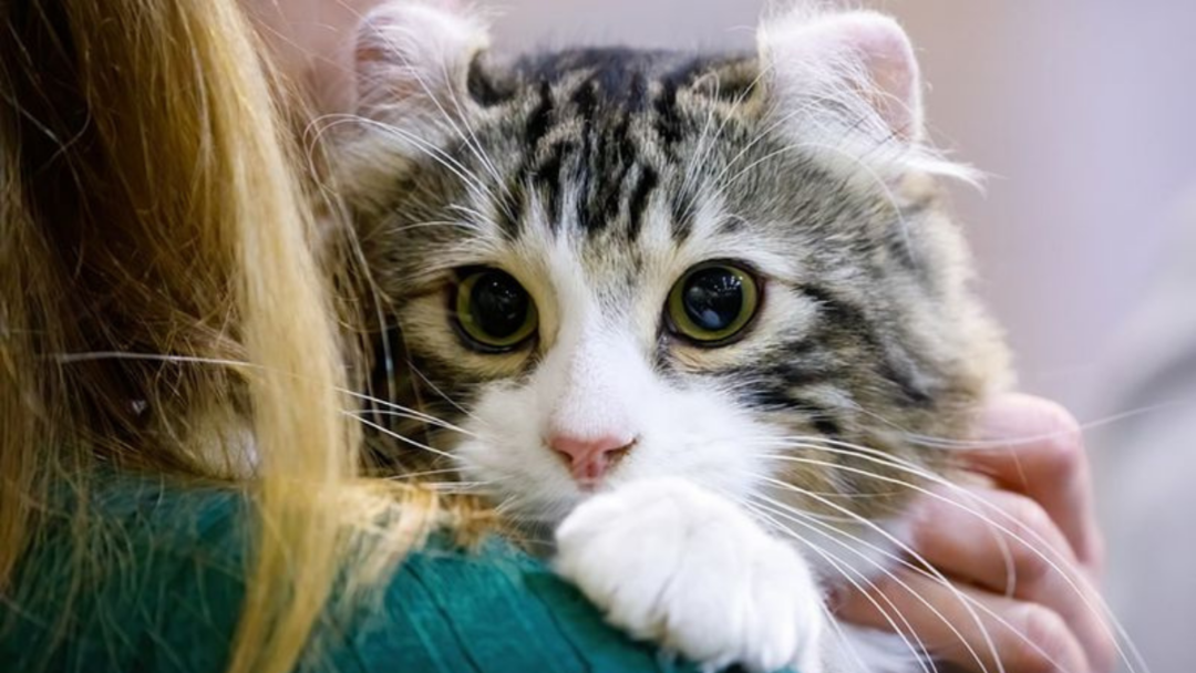 The 8 Smallest Domestic Cats You’ll Want to Snuggle