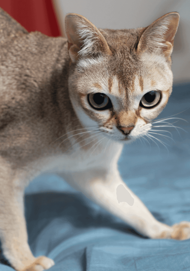 The 8 Smallest Domestic Cats You’ll Want to Snuggle