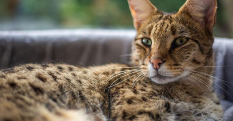 The 8 Spotted Cat Breeds and Where They Originated