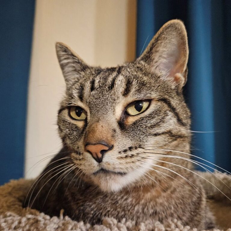 9 Subtle Ways Your Cat Is Secretly Judging You