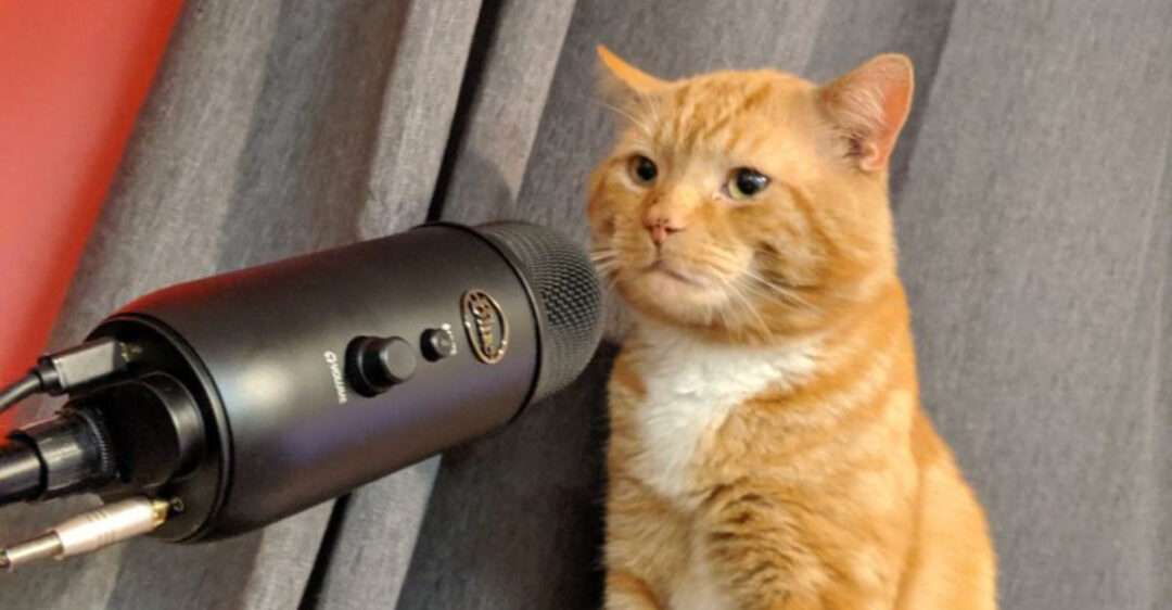 These 8 Cat Trends Are Owning the Internet Right Now